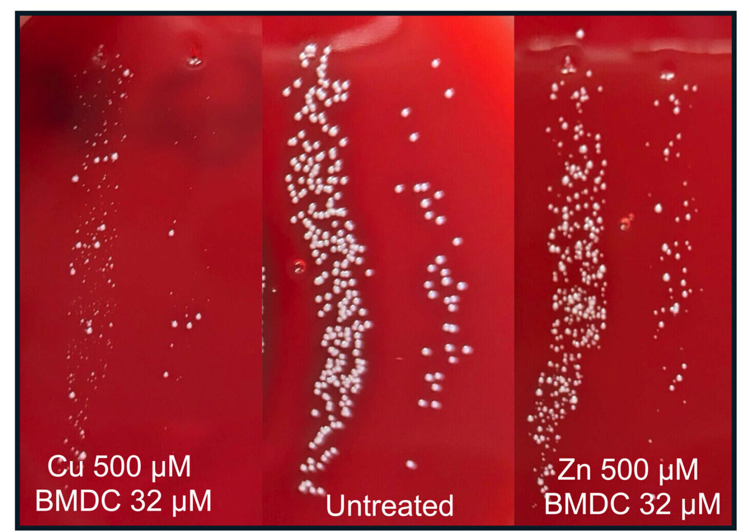 Therapeutic Potential of Copper Compounds Against Antibiotic Resistance ...